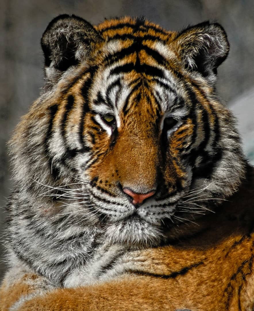 Asian Tiger Reborn: Malaysia As Supply Chain Management Hub In The New ...